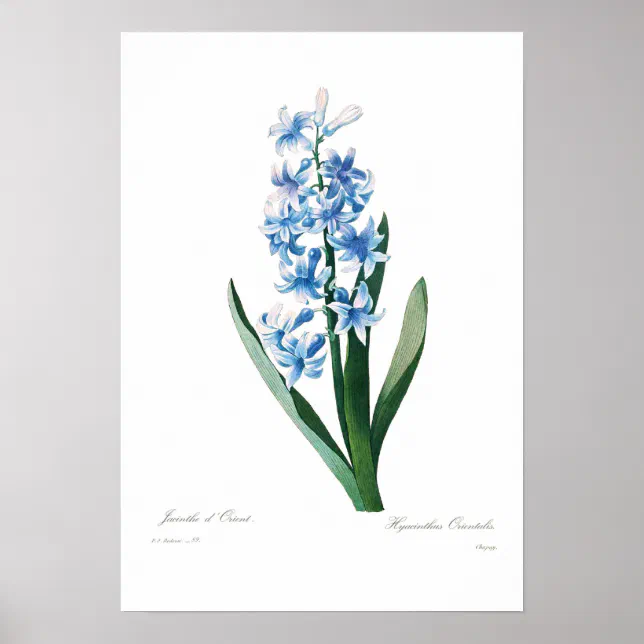Blue Hyacinth Poster | Zazzle
