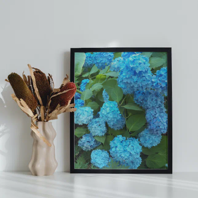 Blue Hydrangea Blooms Floral Poster | Zazzle