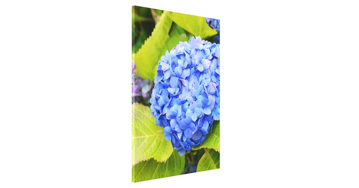 Blue hydrangea canvas print | Zazzle