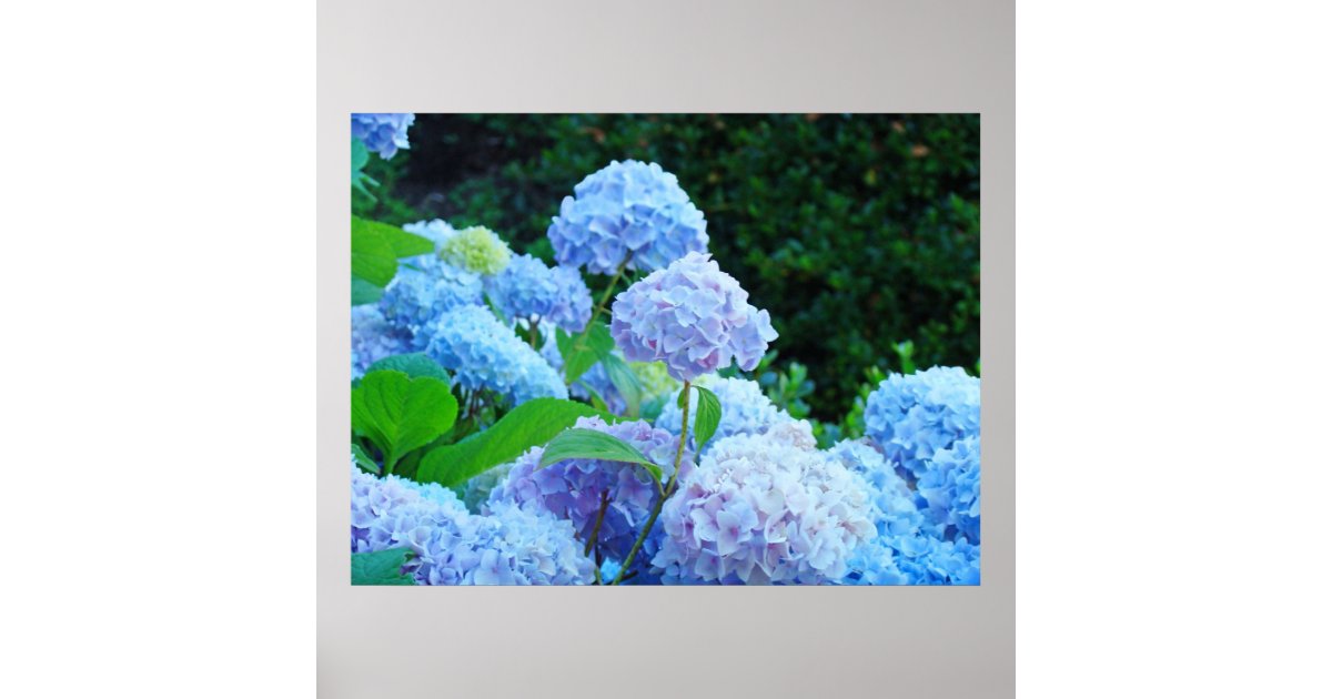 Blue Hydrangea Flowers art prints posters | Zazzle