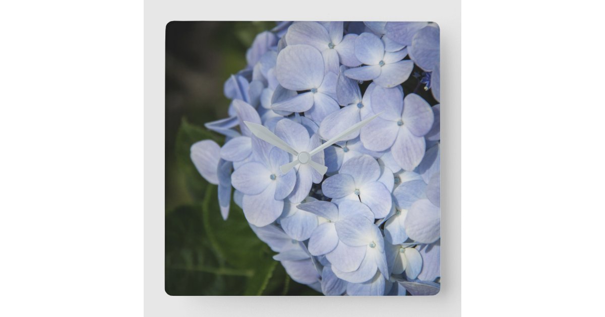 Blue Hydrangea Wall Clock | Zazzle