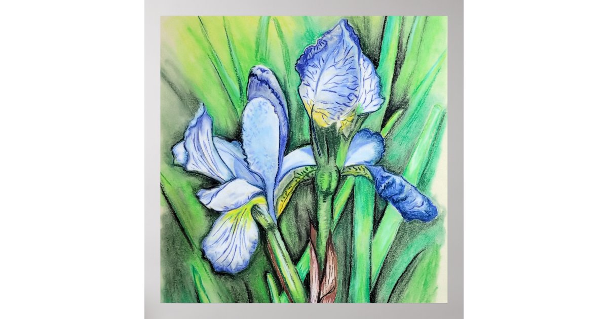 Blue Iris Flower Original Art Drawing Floral Poster | Zazzle