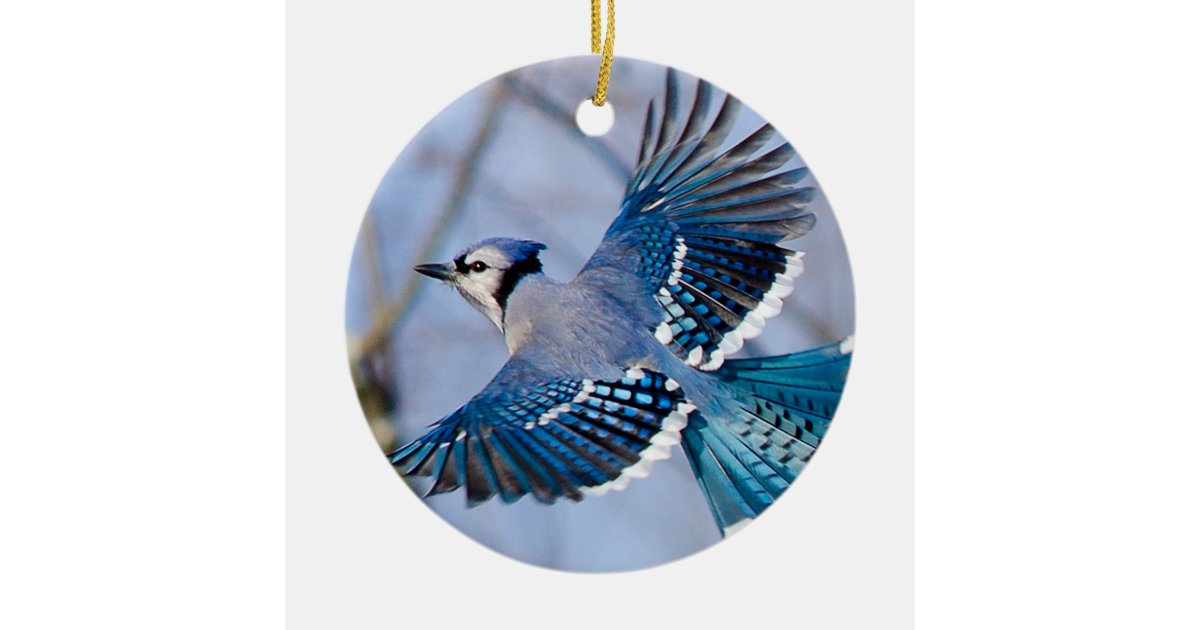 Blue Jay Christmas Ornament | Zazzle