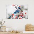 Blue Jay in Common Winterberry Poster | Zazzle