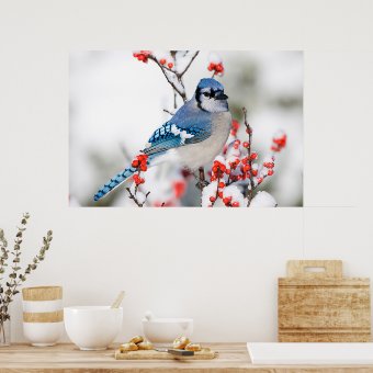 Blue Jay in Common Winterberry Poster | Zazzle