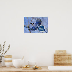 Blue Jay in Flight Poster | Zazzle
