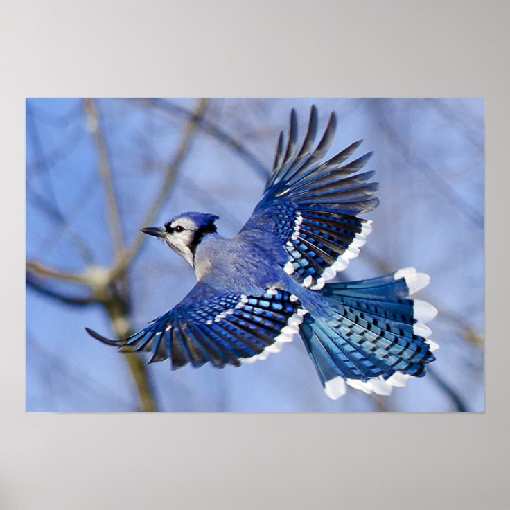 Blue Jay in Flight Poster | Zazzle