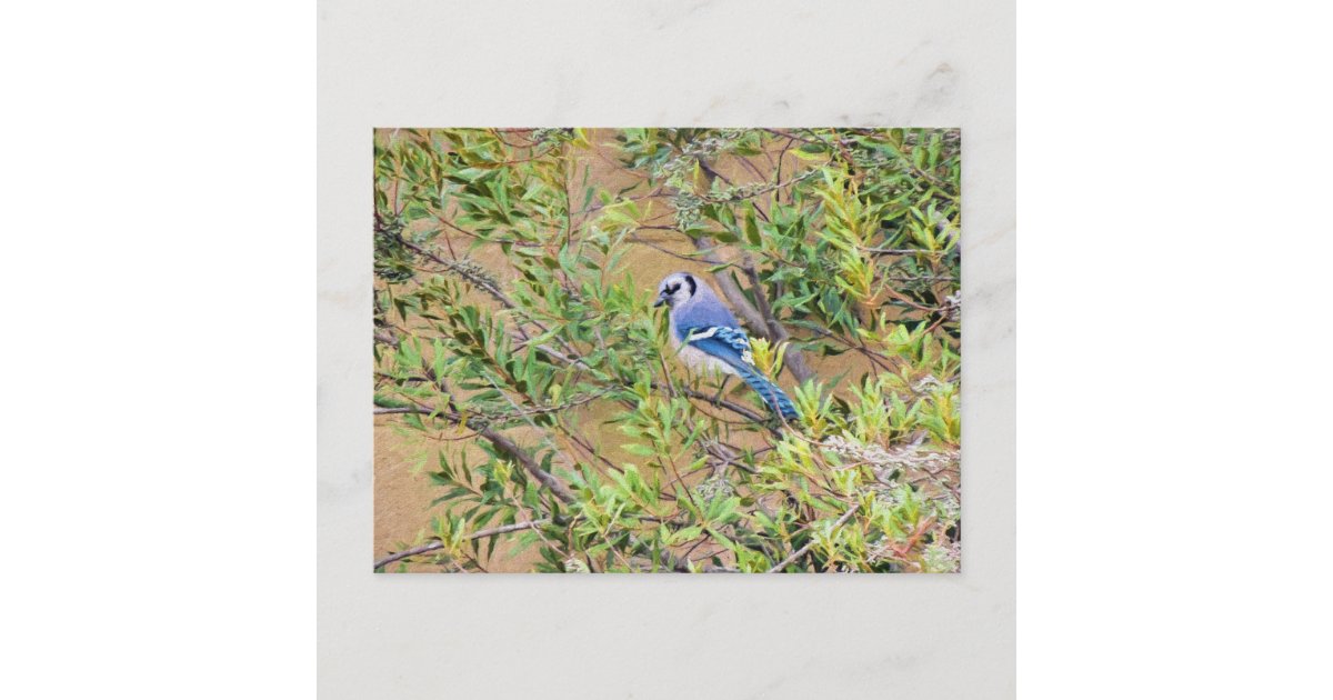 Blue Jay on Southern Wax Myrtle Postcard | Zazzle