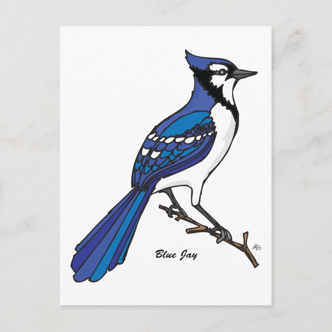 BLUE JAY POSTCARD | Zazzle