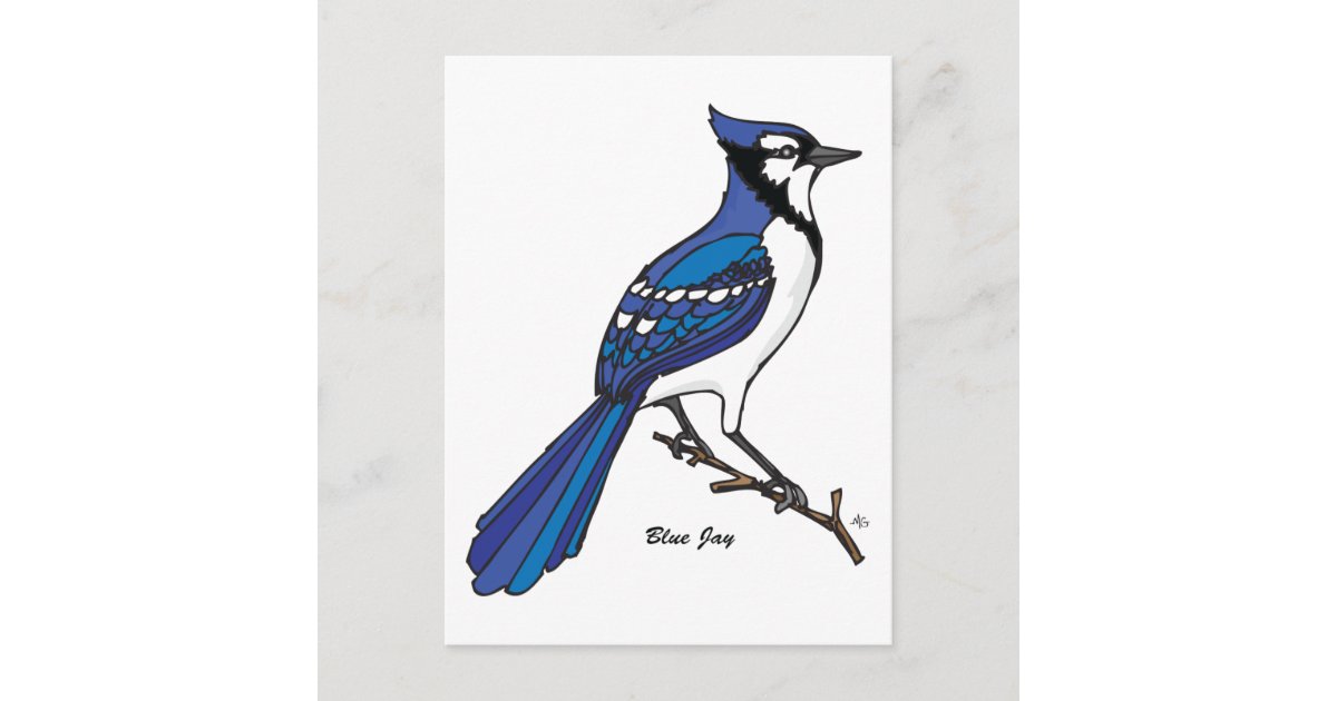 BLUE JAY POSTCARD | Zazzle