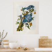 Blue Jay Poster | Zazzle