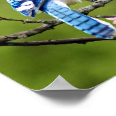 Blue Jay Poster | Zazzle