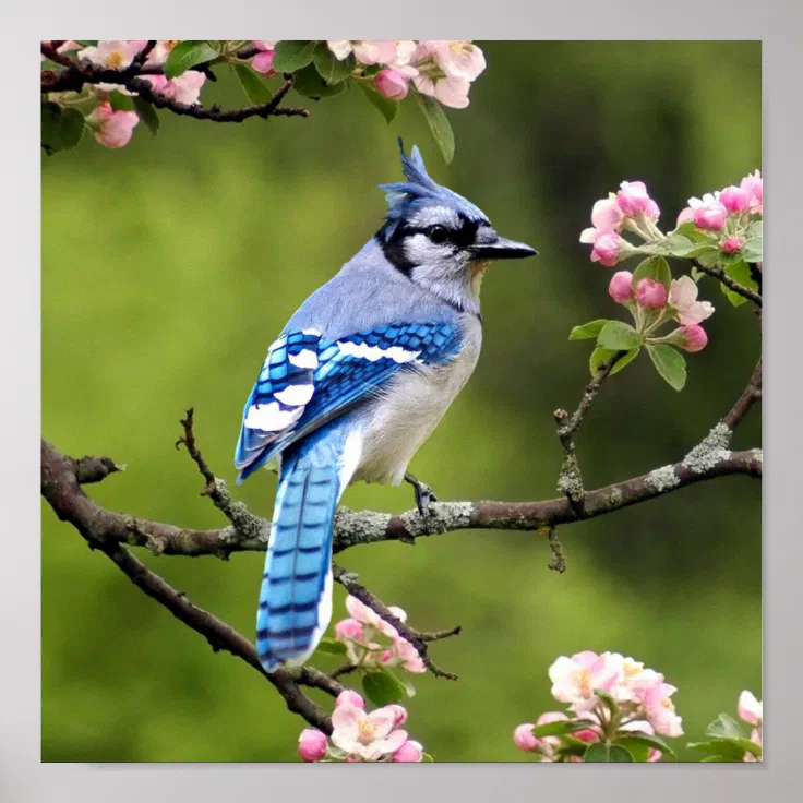Blue Jay Poster | Zazzle