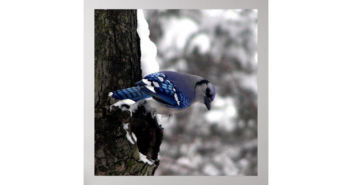 Blue Jay Poster / Print | Zazzle
