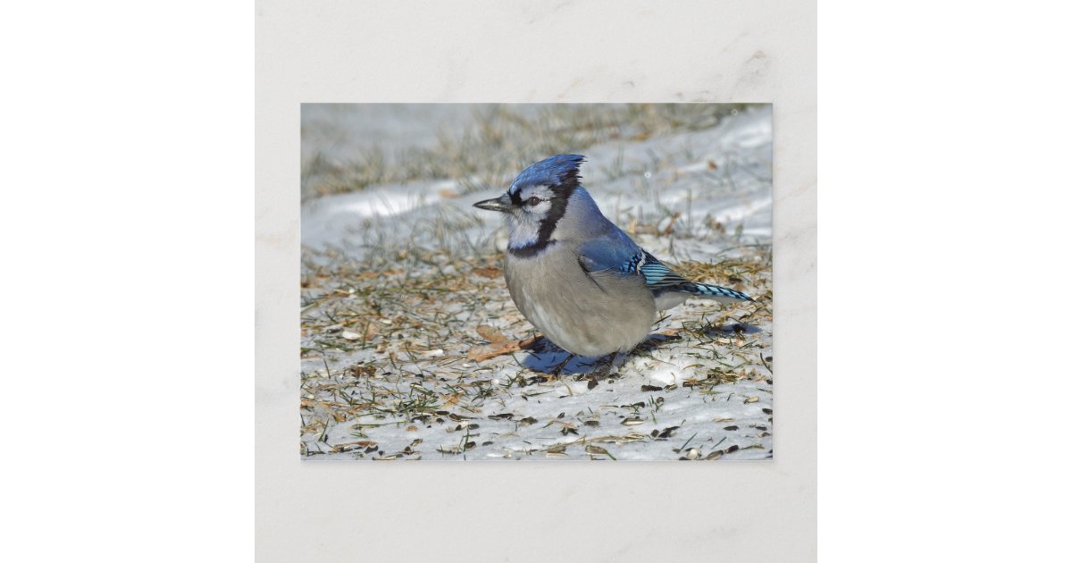Blue Jay Snow Photo Postcard | Zazzle