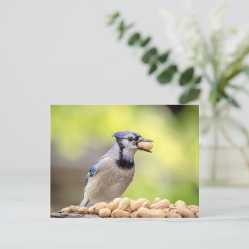 Blue jay with a peanut postcard | Zazzle