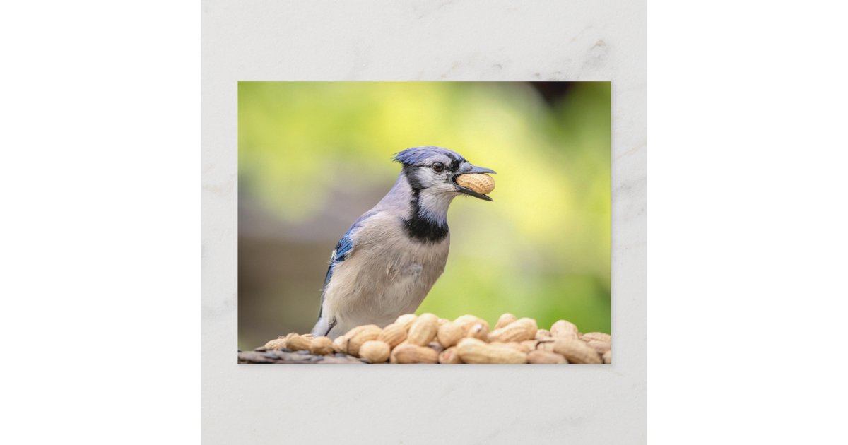 Blue jay with a peanut postcard | Zazzle