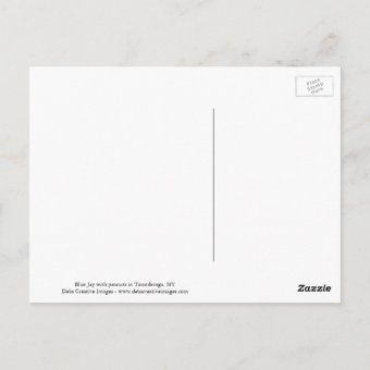 Blue jay with a peanut postcard | Zazzle