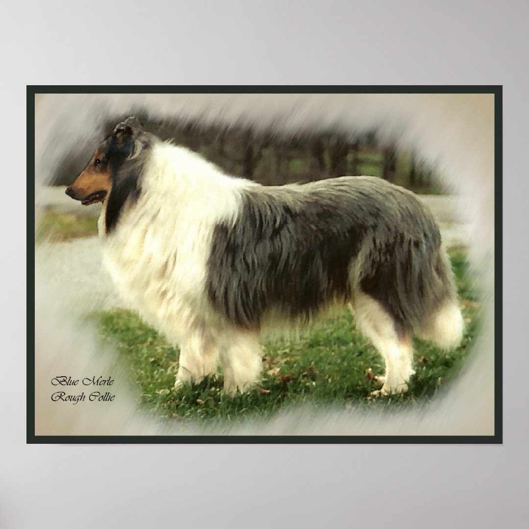 Blue Merle Collie Art Print | Zazzle
