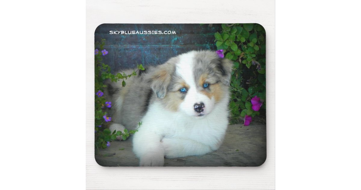 Blue Merle Puppy Mouse Pad | Zazzle