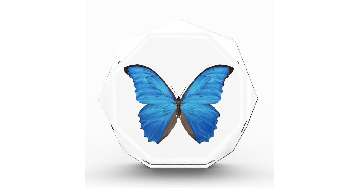 Blue Morpho Butterfly Award | Zazzle