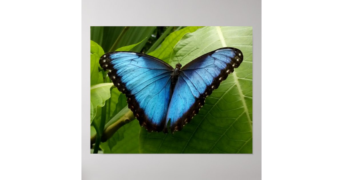 Blue Morpho butterfly nature photography poster | Zazzle