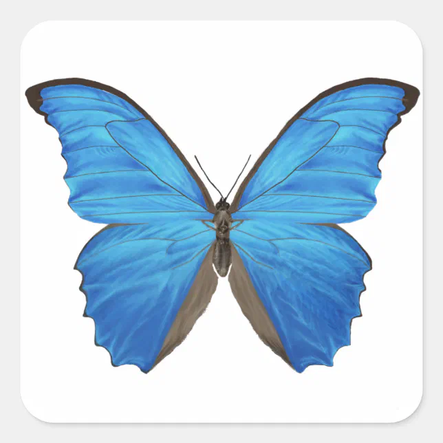 Blue Morpho Butterfly Square Sticker | Zazzle