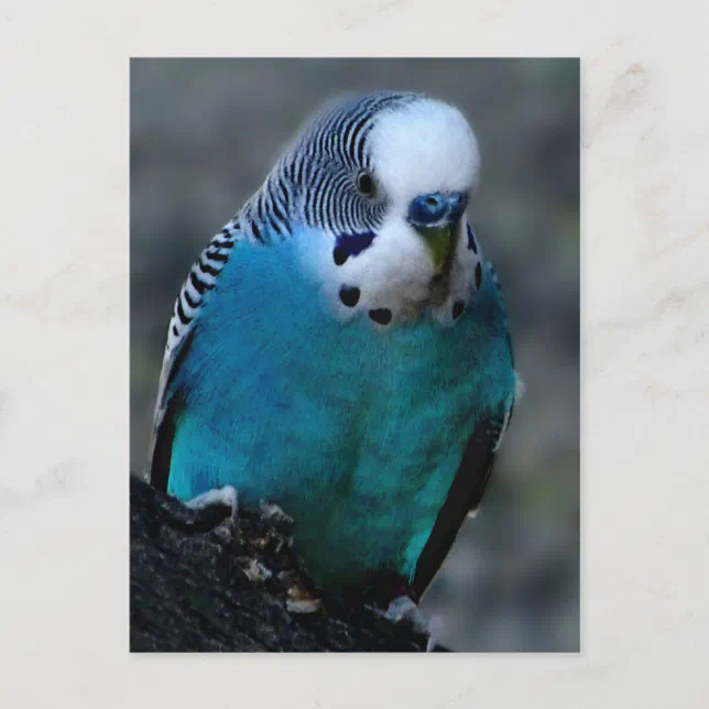 Blue Parakeet postcard | Zazzle