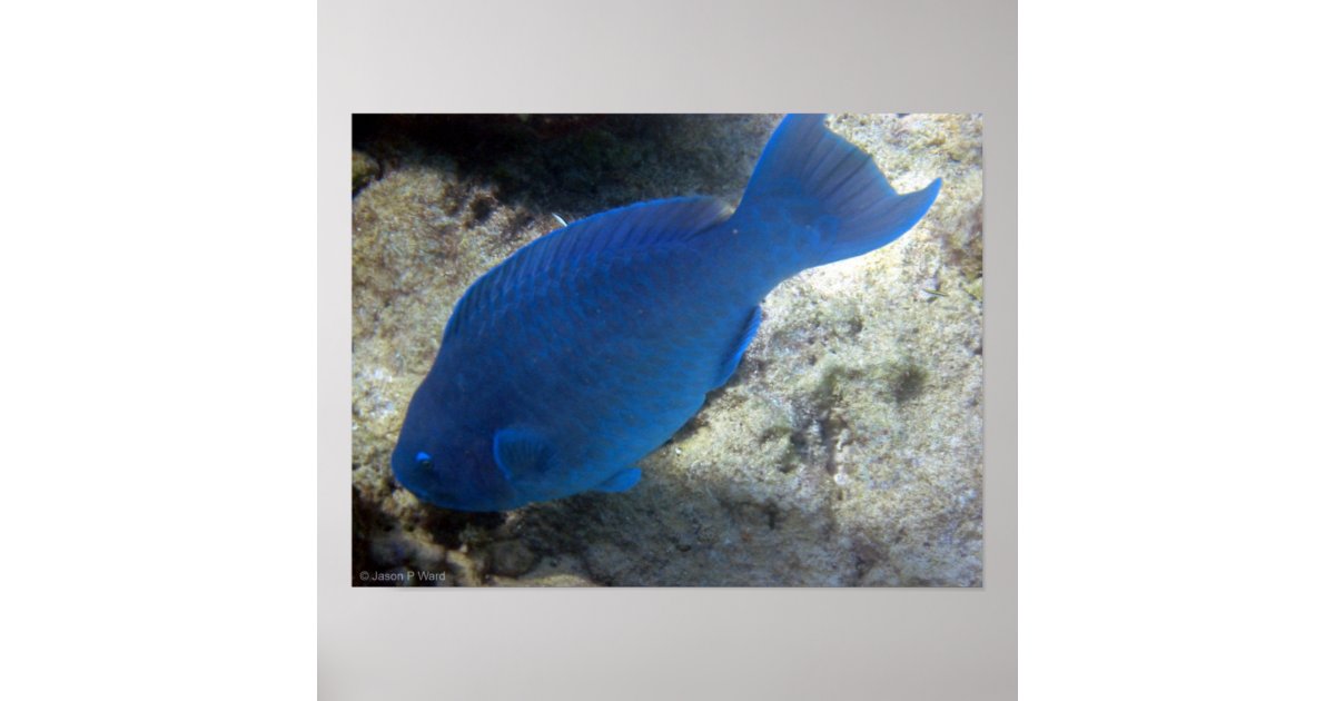 Blue Parrot Fish Poster | Zazzle