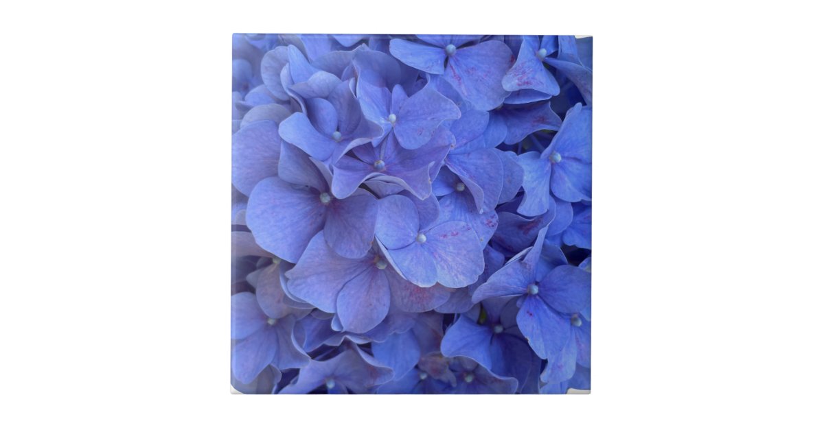 Blue periwinkle elegant floral hydrangeas ceramic tile | Zazzle