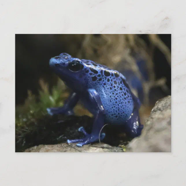 Blue Poison Arrow Frog Postcard | Zazzle