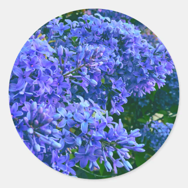 Blue purple lilacs romantic blue floral photo classic round sticker ...