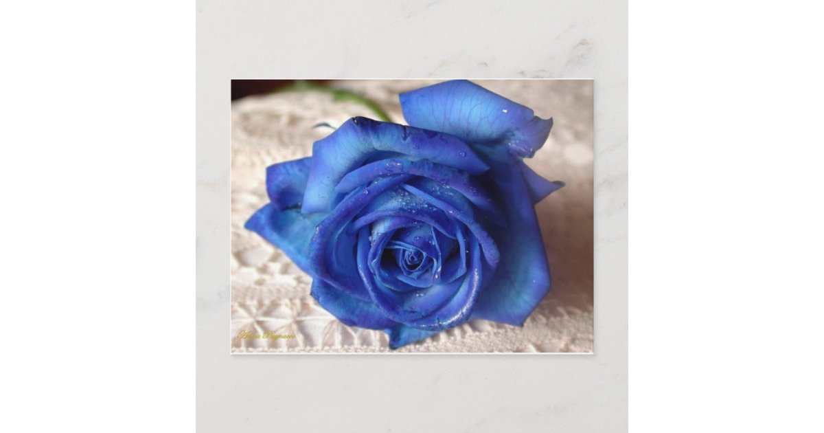 Blue Rose Postcard | Zazzle