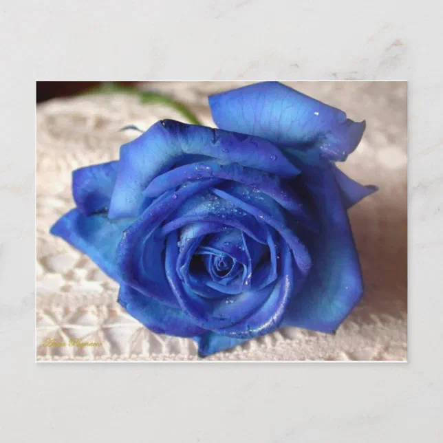 Blue Rose Postcard | Zazzle