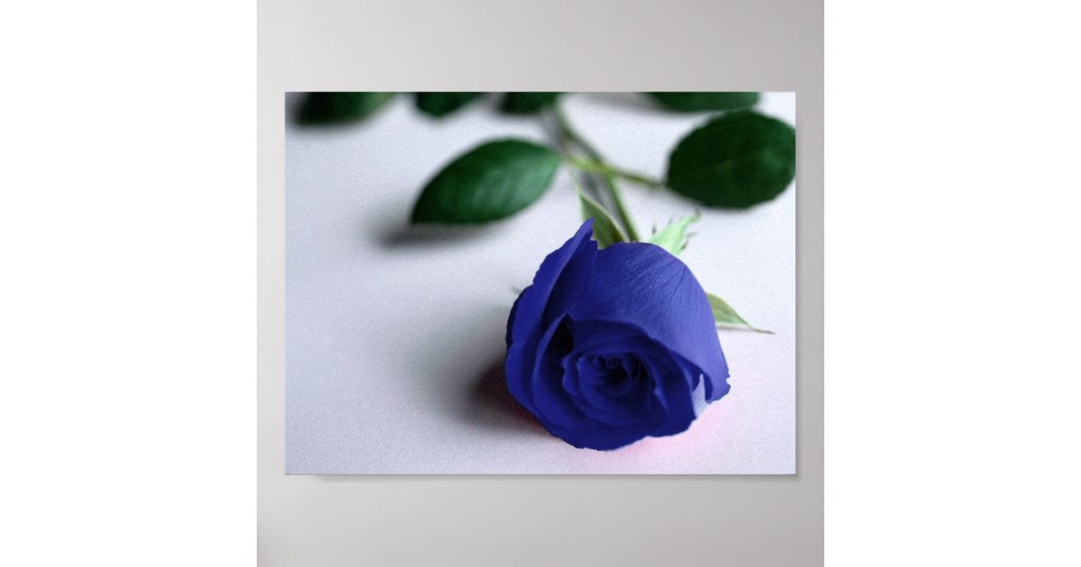 Blue Rose - Poster | Zazzle