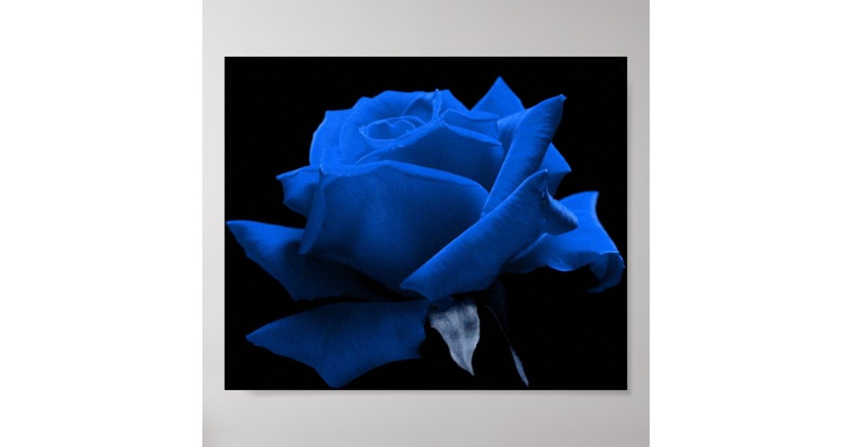 Blue Rose Poster | Zazzle