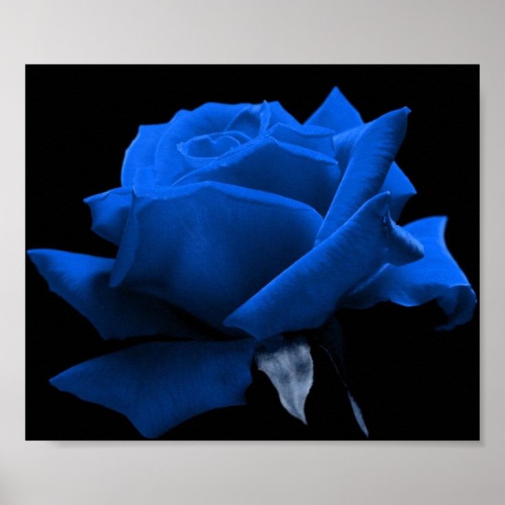 Blue Rose Poster | Zazzle