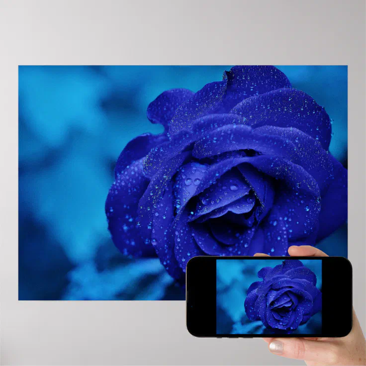 Blue Rose Poster | Zazzle