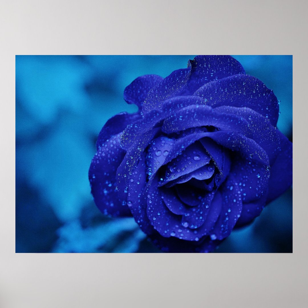 Blue Rose Poster | Zazzle