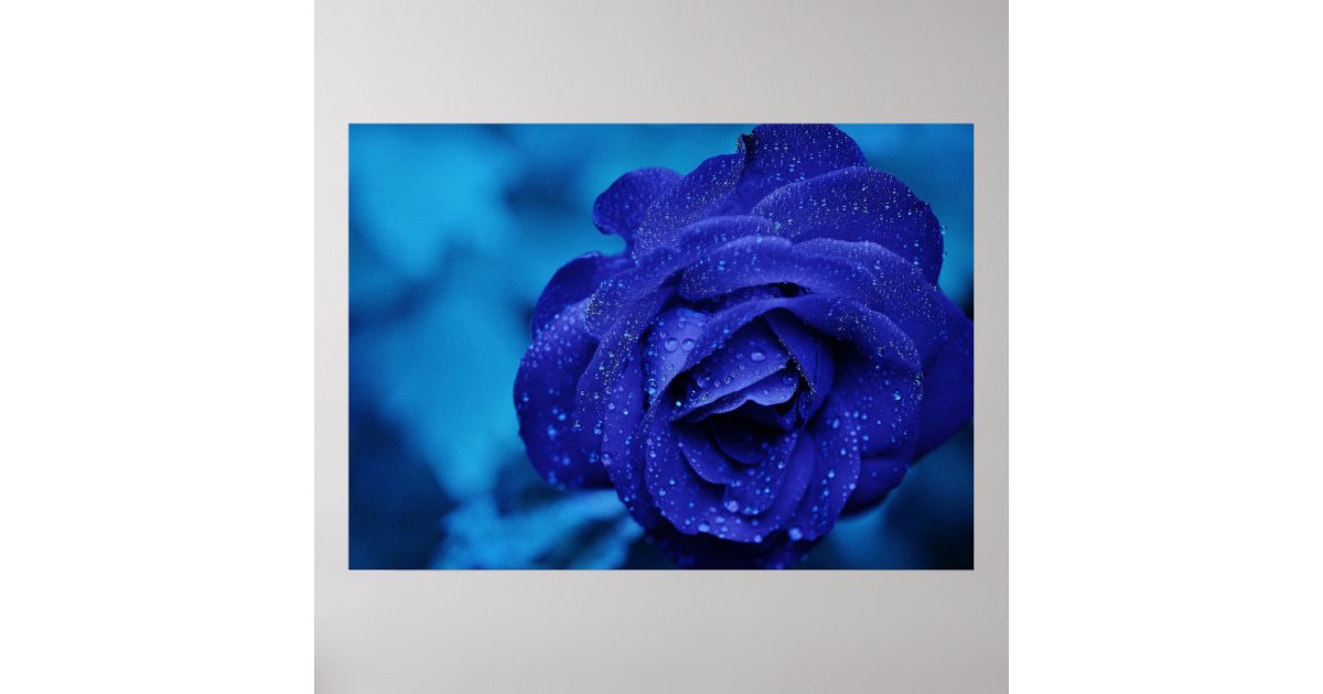 Blue Rose Poster | Zazzle