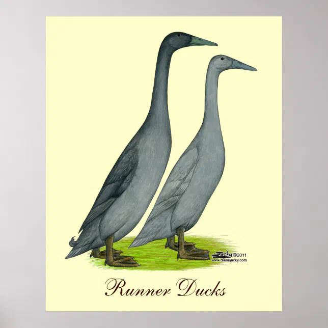 Blue Runner Ducks Poster | Zazzle