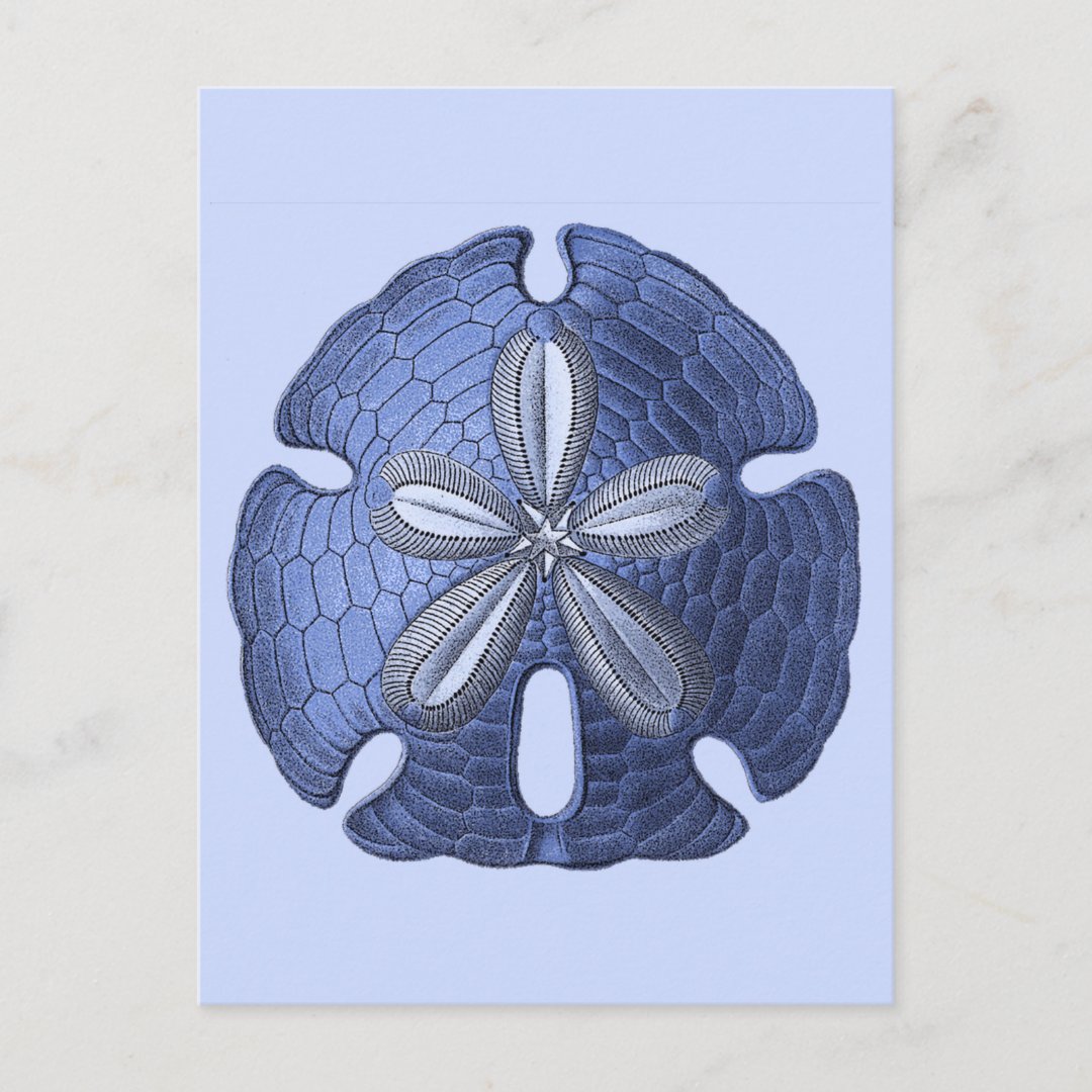 Blue Sand Dollar Postcard | Zazzle