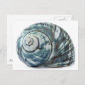 Blue Sea Shell Postcard | Zazzle