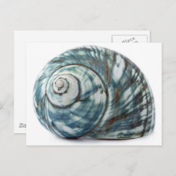Blue Sea Shell Postcard | Zazzle