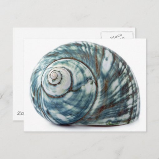 Blue Sea Shell Postcard | Zazzle
