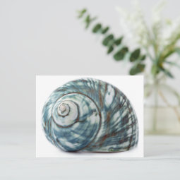 Blue Sea Shell Postcard | Zazzle