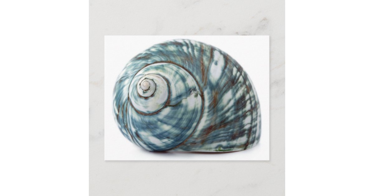 Blue Sea Shell Postcard | Zazzle