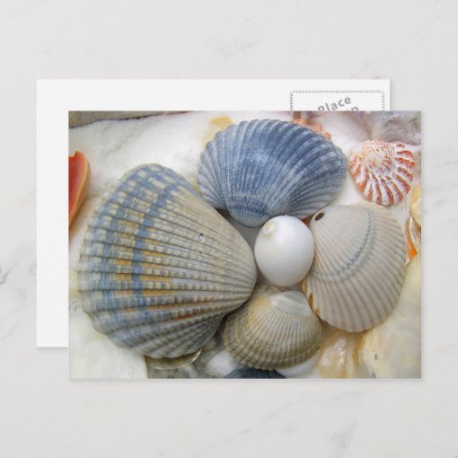 Blue Seashell Photography Postcards | Zazzle