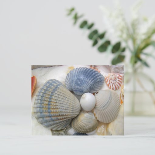 Blue Seashell Photography Postcards | Zazzle