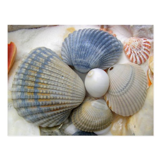 Blue Seashell Photography Postcards | Zazzle.com